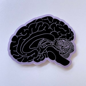 BRAIN STICKER - Vinyl Neuroscience Anatomy Sticker, Waterproof Brain ...