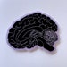 BRAIN STICKER Vinyl Neuroscience Anatomy Sticker Waterproof - Etsy