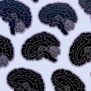 BRAIN STICKER - Vinyl Neuroscience Anatomy Sticker, Waterproof Brain ...