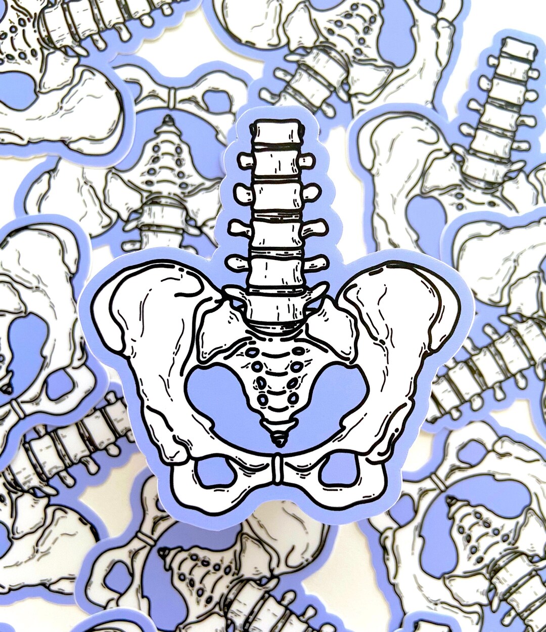 PELVIS STICKER Vinyl Anatomical Spine Sticker, Waterproof Anatomy Art ...