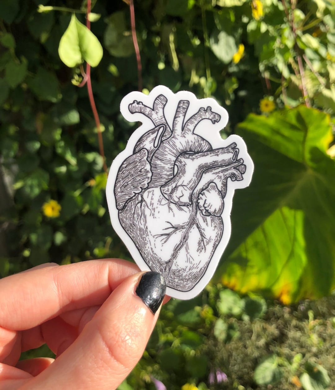 ANATOMICAL HEART STICKER - Black and White Line Art Anatomy Sticker ...