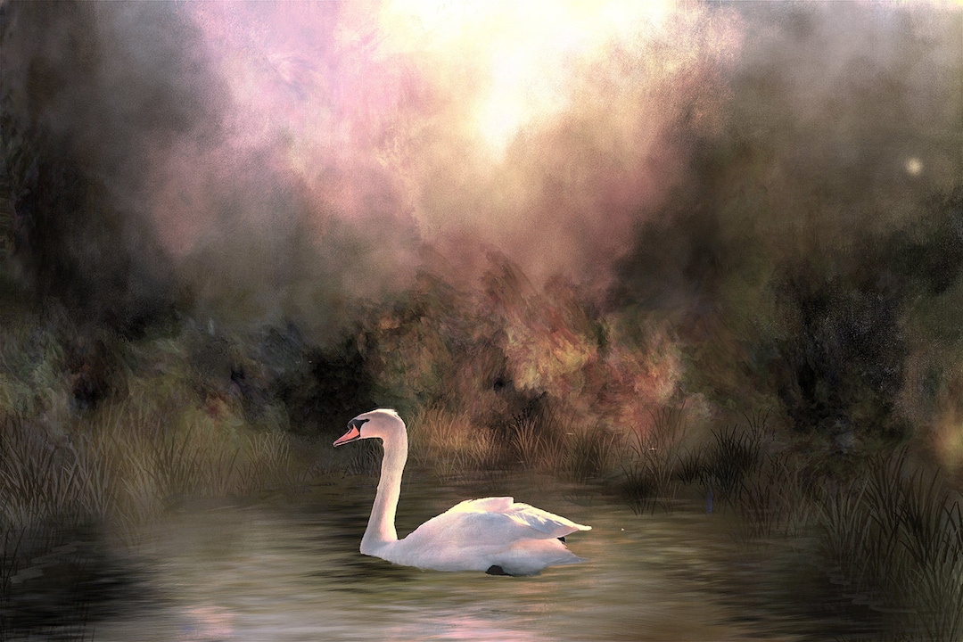 Printable Art Swan White Swan Swan Art Animal Art Swan Bird Swimming ...
