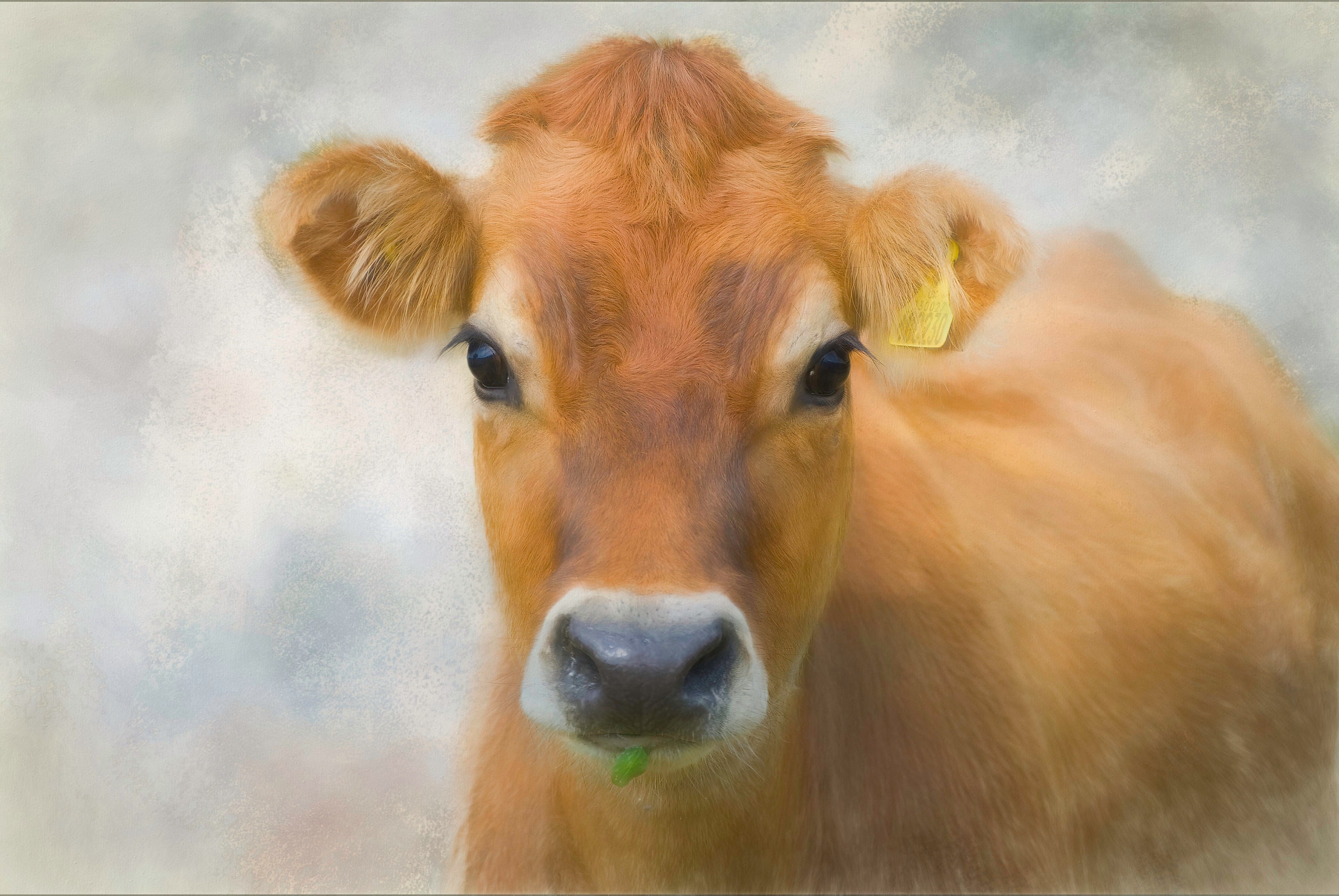 Cow Artwork Farmhouse Art Prints Farm Wall Art Jersey Cow Art Print Cow ...