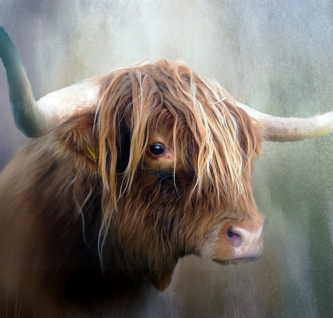 Scottish Cow Fuzzy Cow Long Haired Cows Highland Cow Print Cow Poster ...