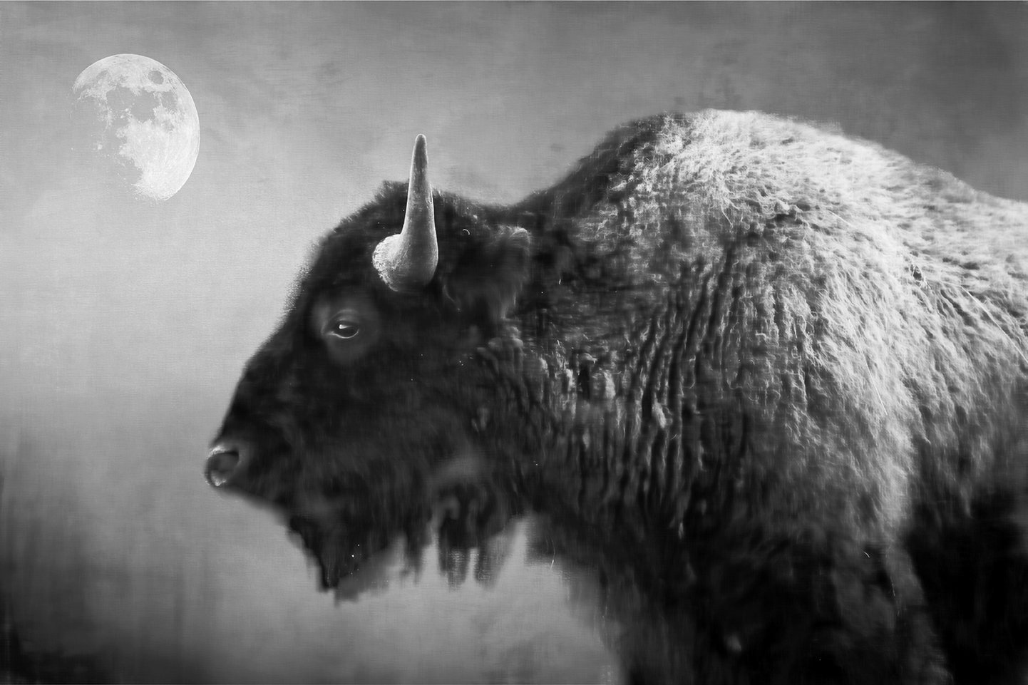 Black and White Bison Print Buffalo Art Native American Art Bison Decor ...