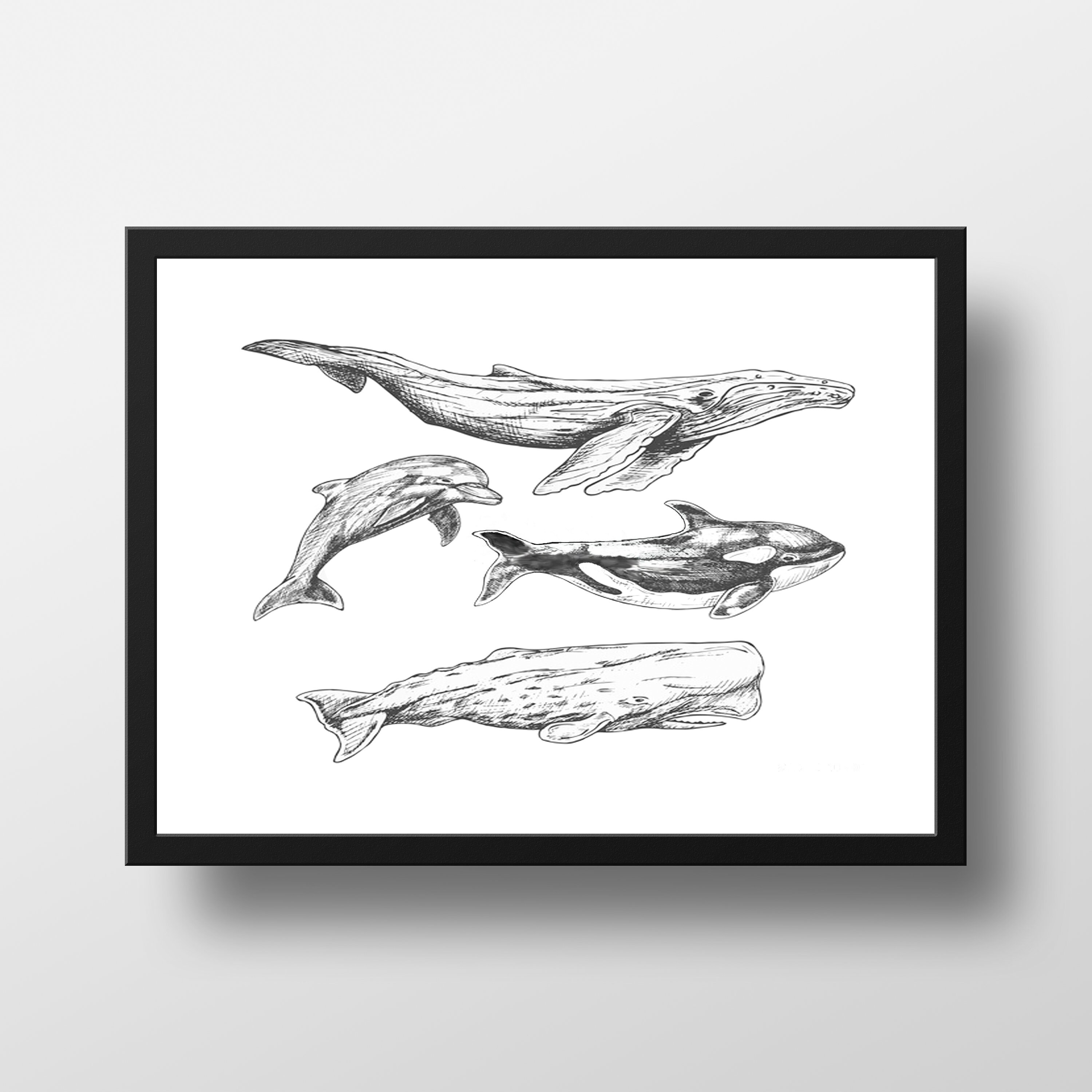 Buckelwal Pottwal Killerwal Wales Buckelwal Bilder Buckelwal Malerei ...