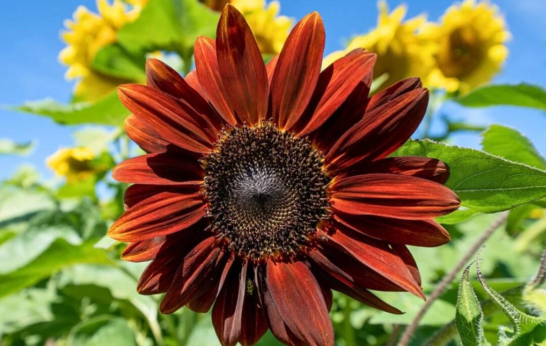 Midnight Rouge Sunflower Seeds Heirloom Seeds, Deep Burgundy Blooms ...