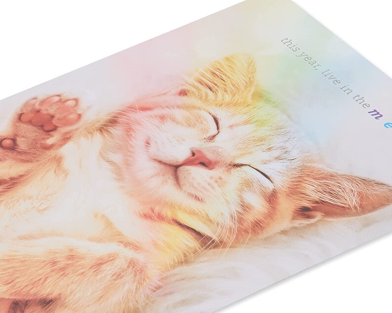 Papyrus Cat Birthday Card happy Birthday - Etsy