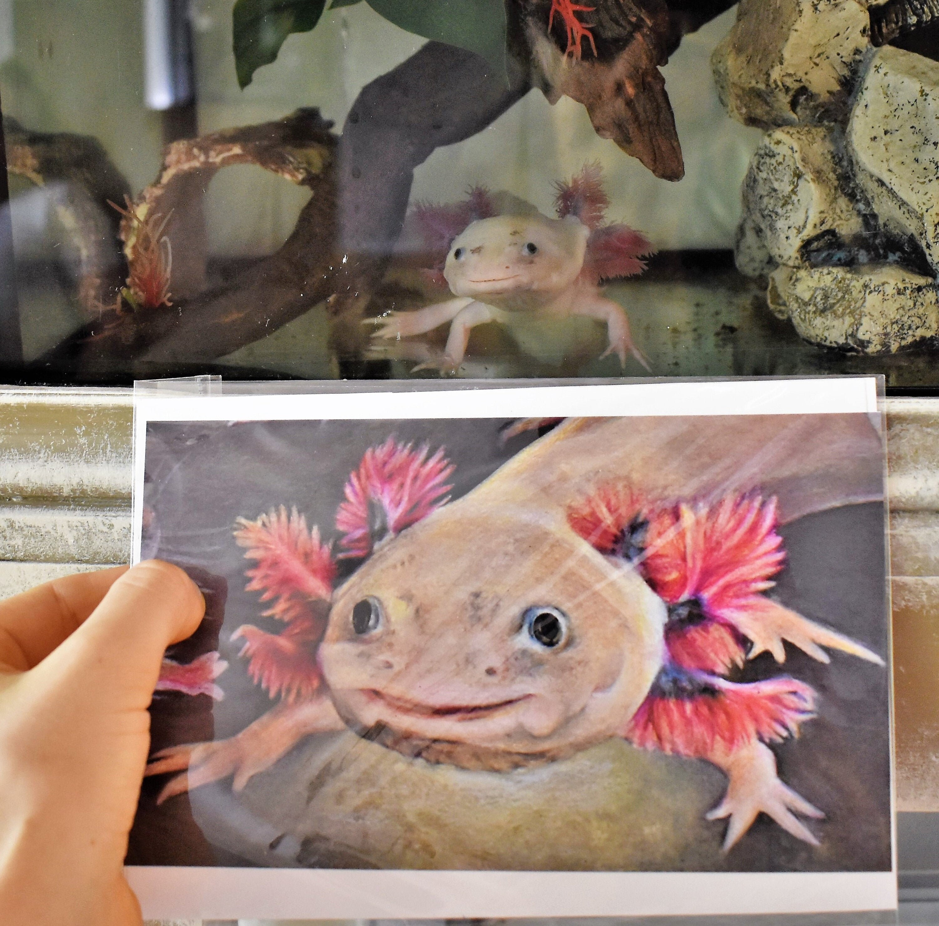 Art Print, Axolotl, Original Artwork, Mothers Day Gift, Axolotl Lover ...