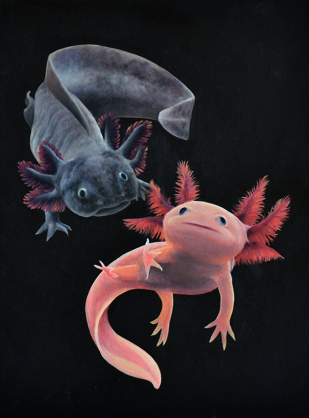 Yin Yang Axolotl Oil Painting, Original Authentic Artwork, Australian ...