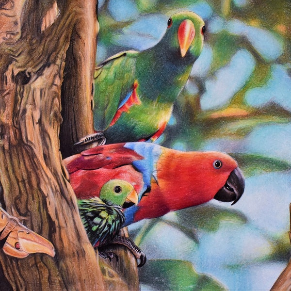 Color Pencil Drawing - Etsy