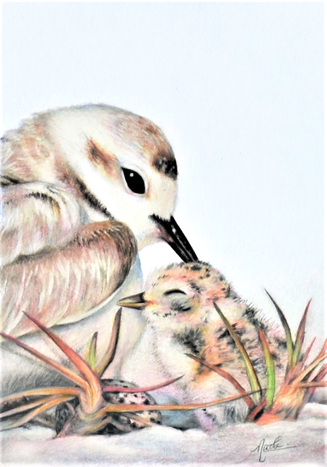 Sandpiper Drawing Sandpiper Chicks Baby Birds Coloured | Etsy