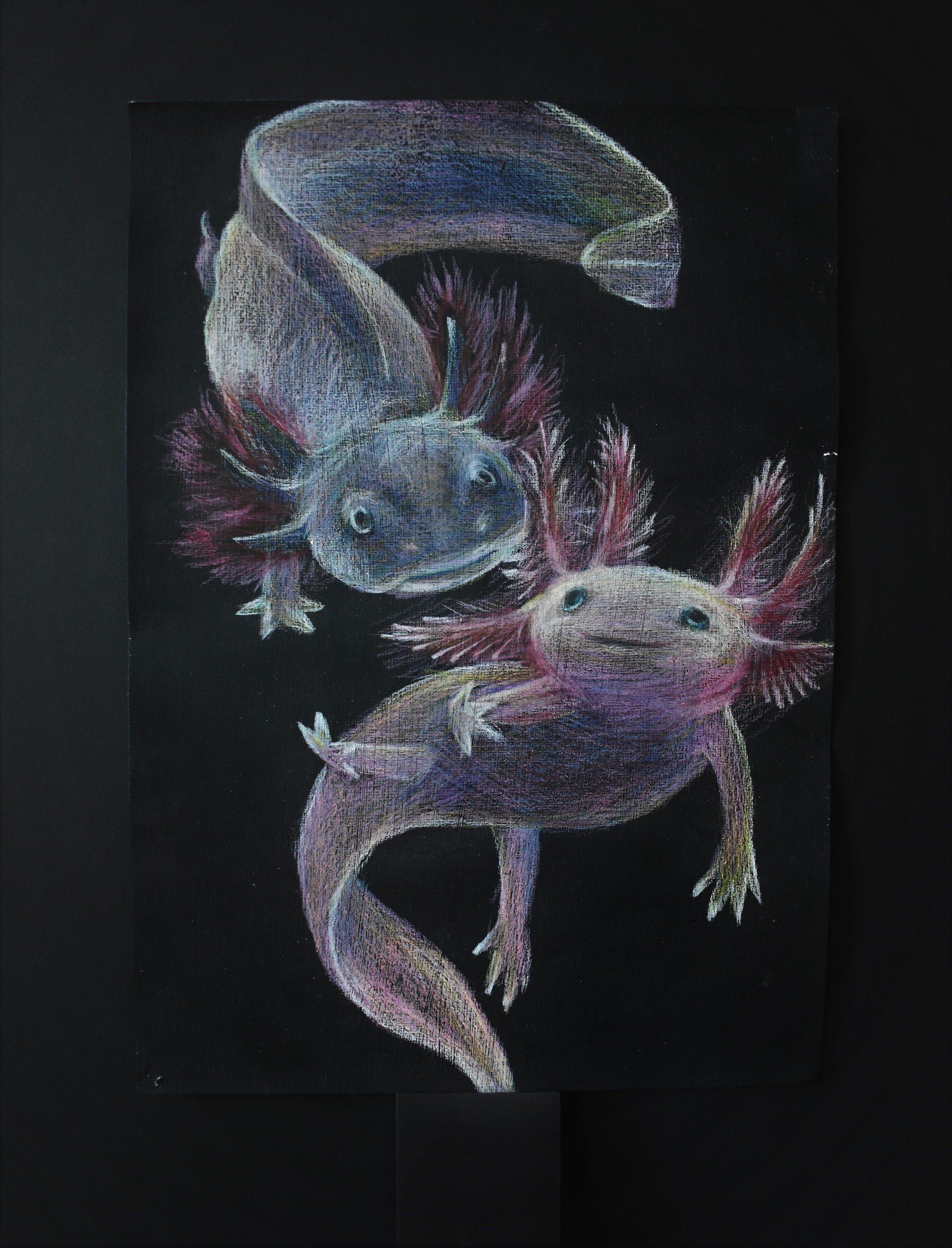 Axolotl Drawing