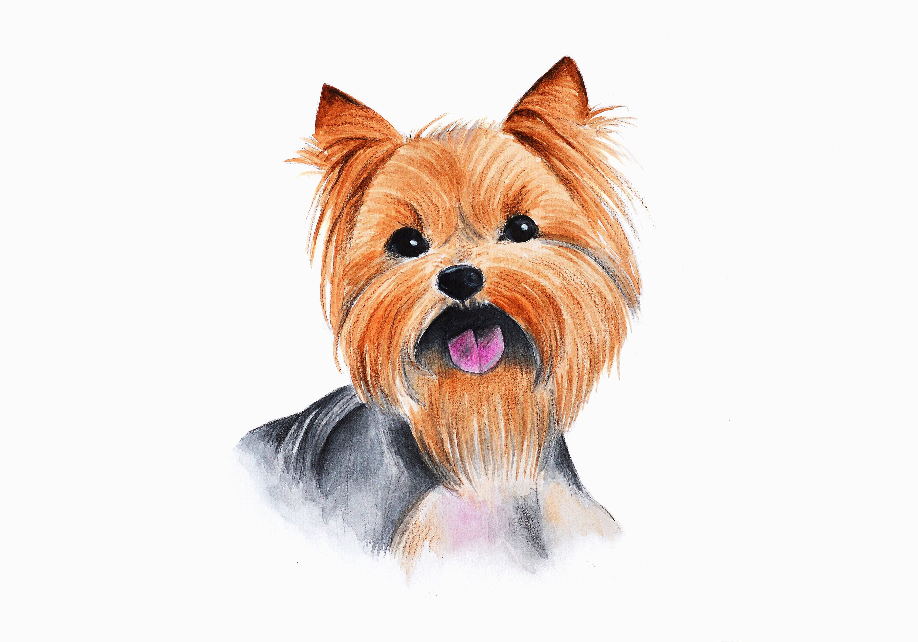 Yorkshire painting Yorkie portrait Dog watercolor Original | Etsy