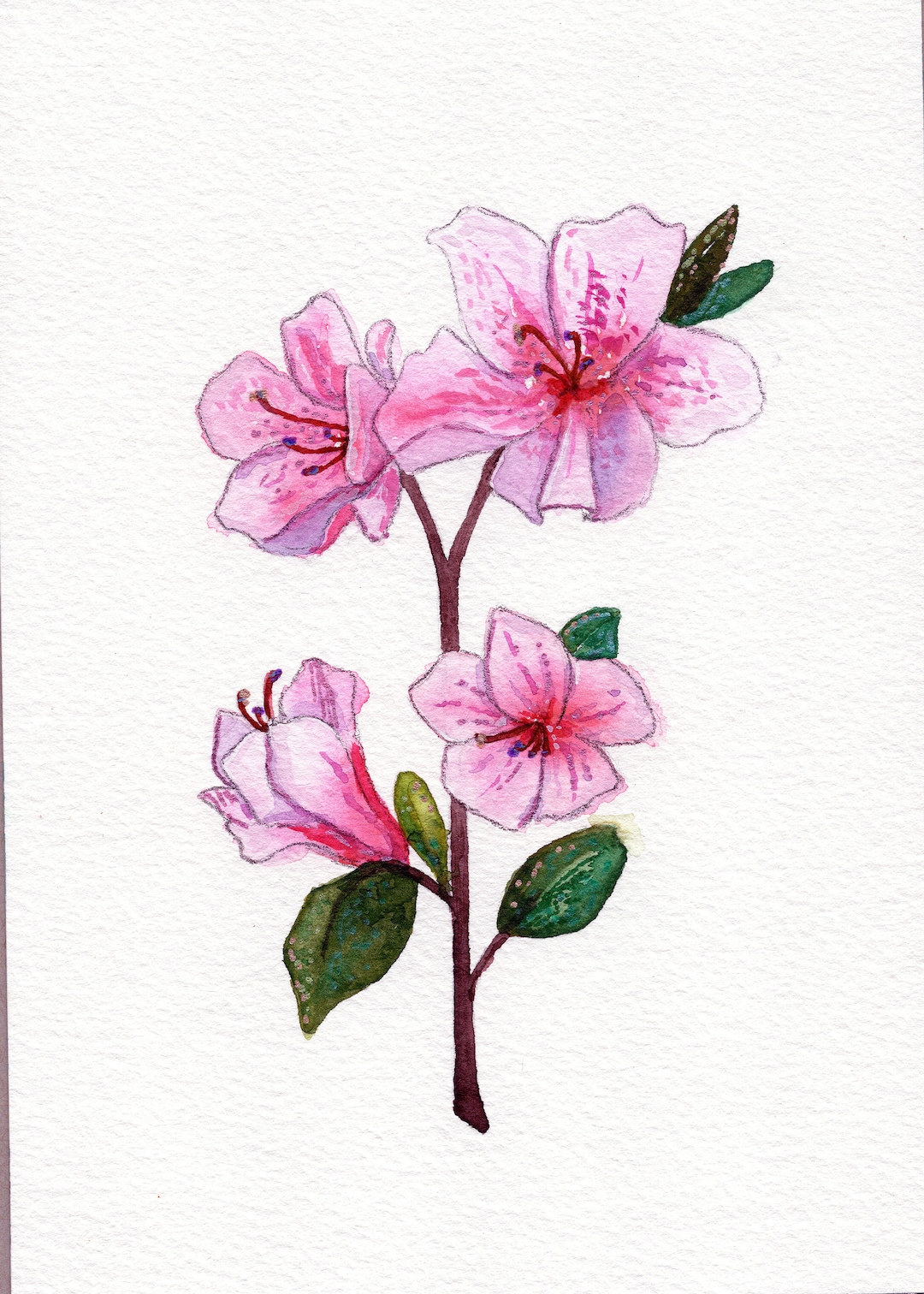 Azalea - Original Watercolor Painting 5 X 7" - Etsy
