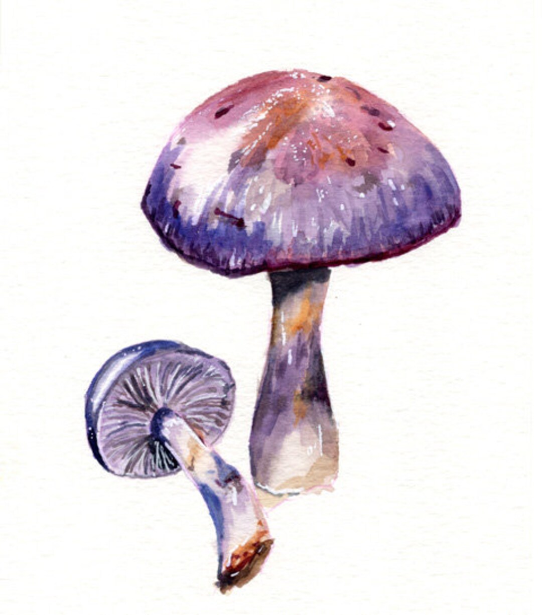 C. Iodes (viscid Violet Cort) Mushroom Original Painting - Etsy