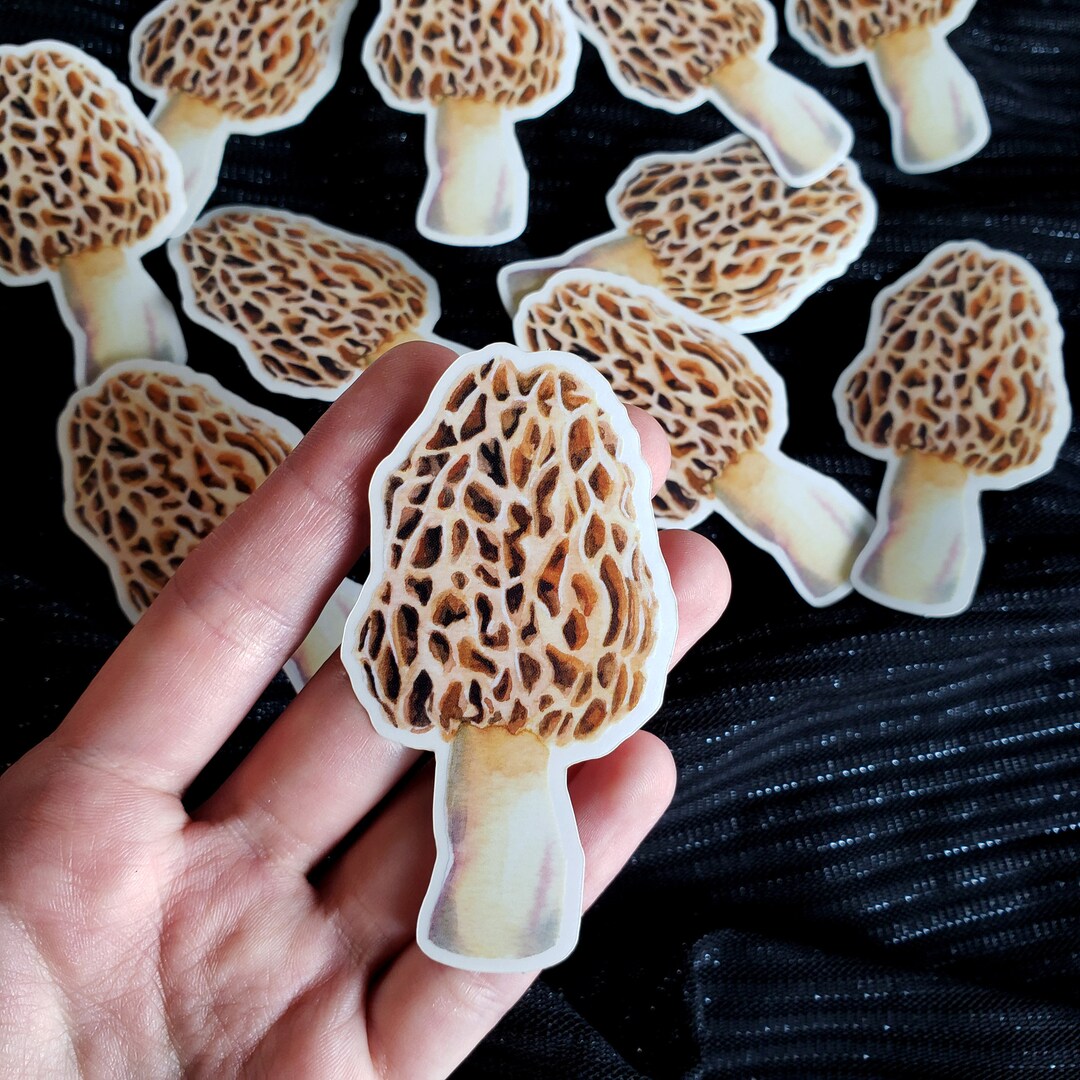 Morel Mushroom Watercolor Vinyl Sticker 3" - Etsy