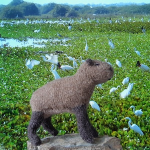 Capybara (knitting Pattern) - Etsy