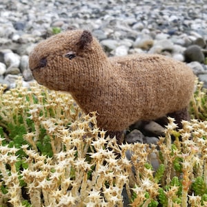 Capybara (knitting Pattern) - Etsy