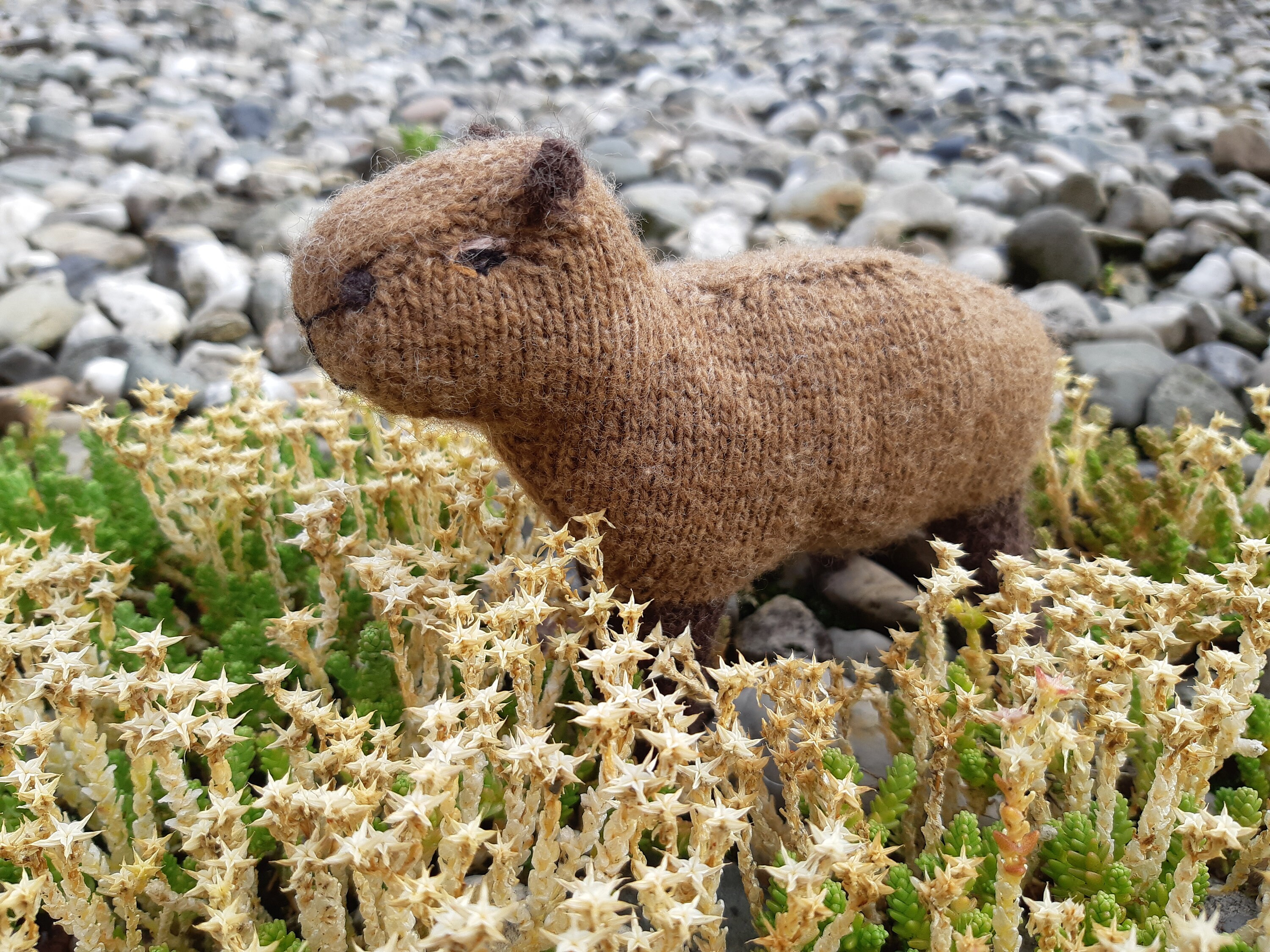 Capybara (knitting Pattern) - Etsy