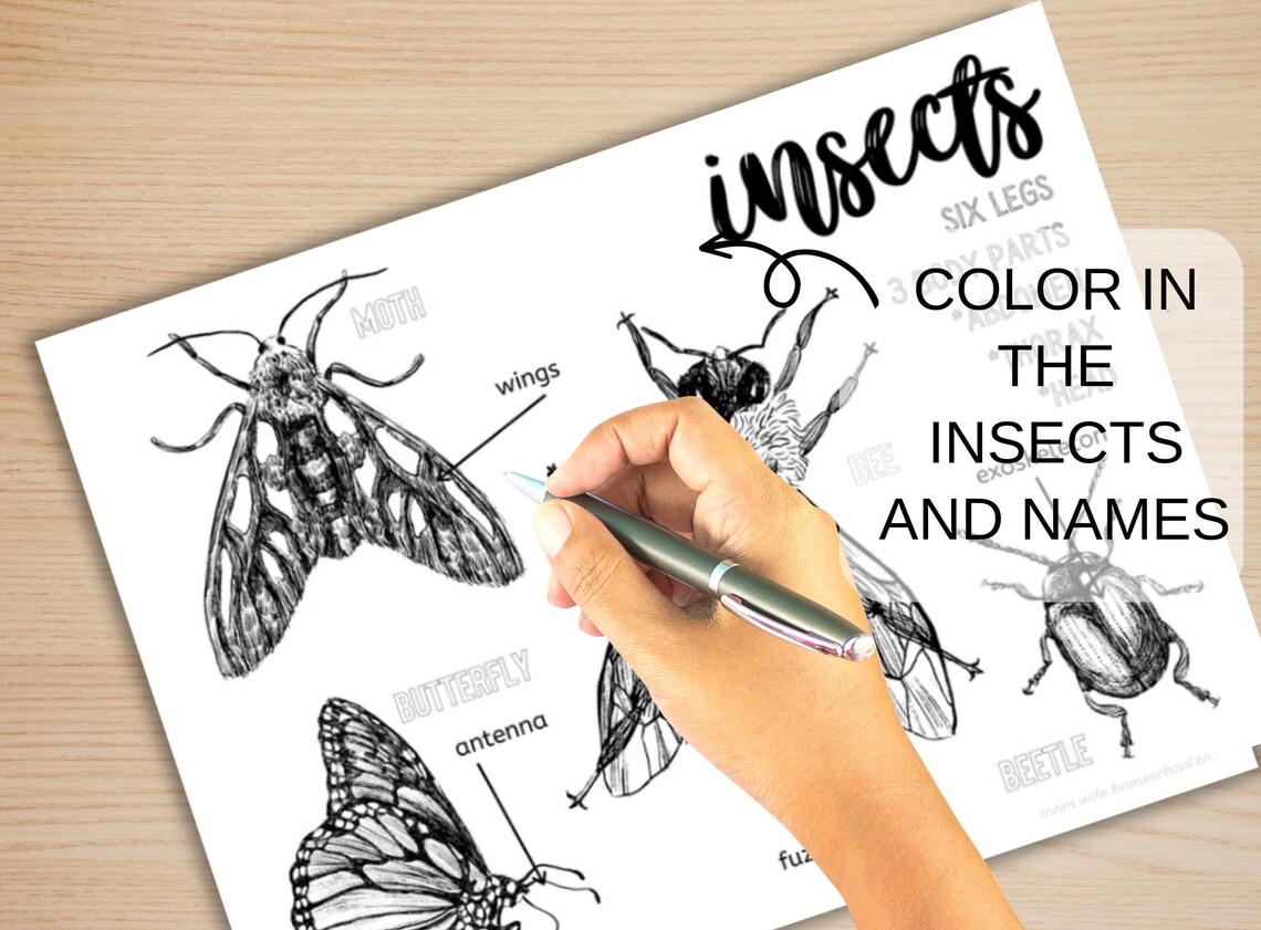 Arthropods Coloring Sheets, Insects Coloring Pages, Printables Science ...