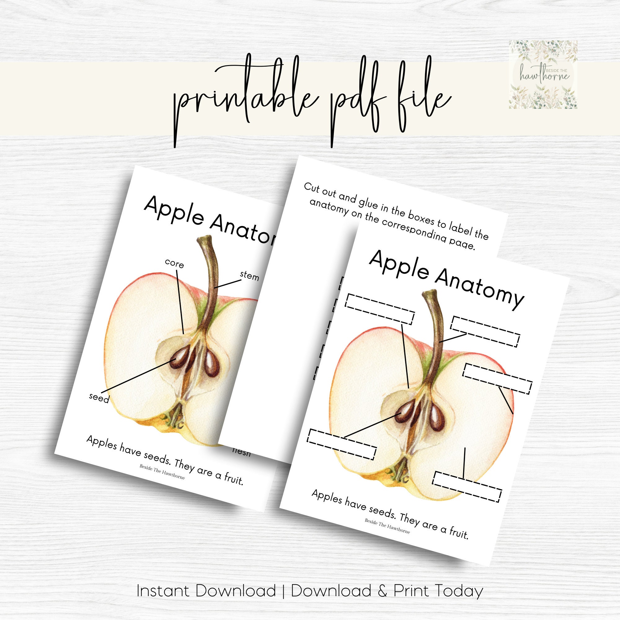 Apple Anatomy Worksheets Nature Study Anatomy of an Apple, Charlotte ...