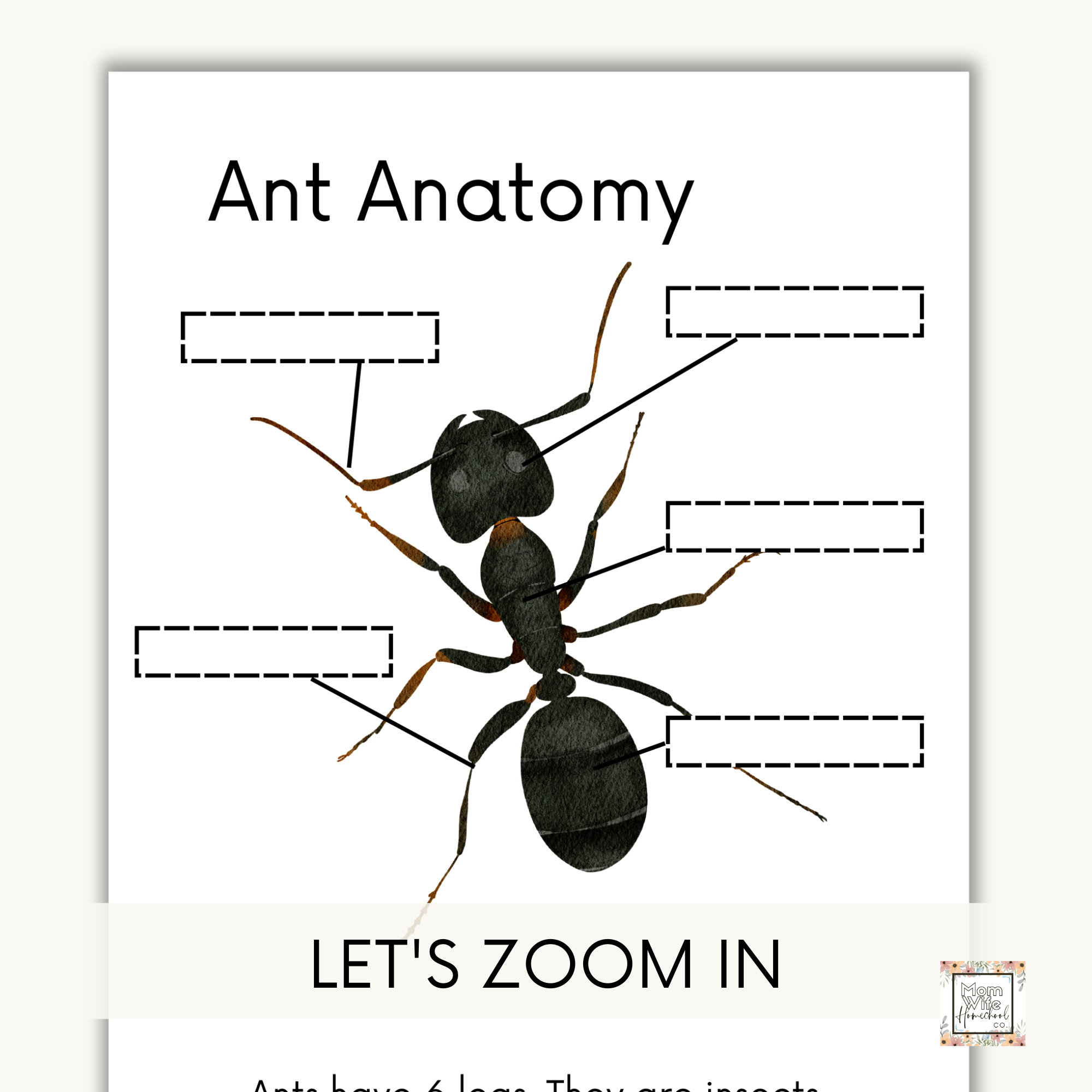 Ant Anatomy Nature Study Worksheet Charlotte Mason - Etsy