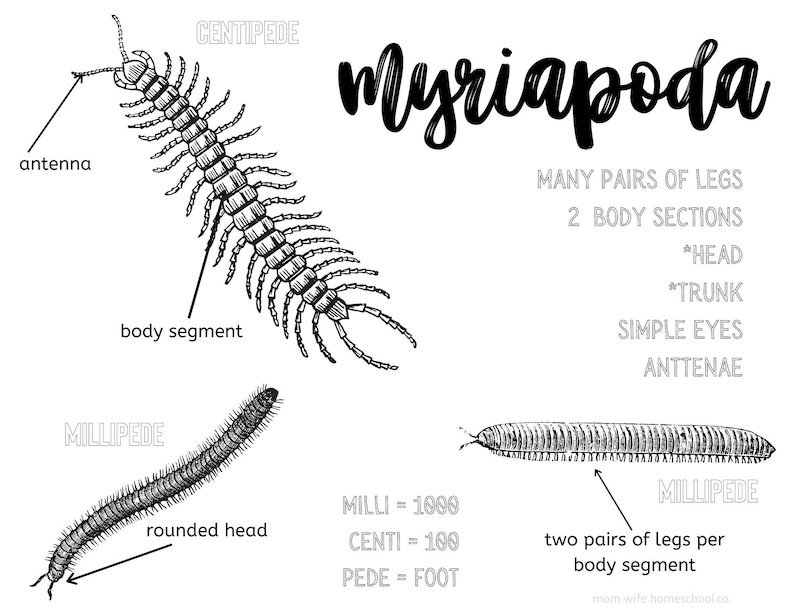 Arthropods Coloring Pages Coloring Pages