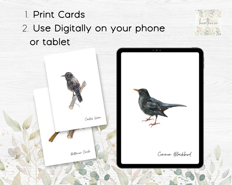 Bird Identification Flashcards, Nature Study Flash Cards, Nature ...