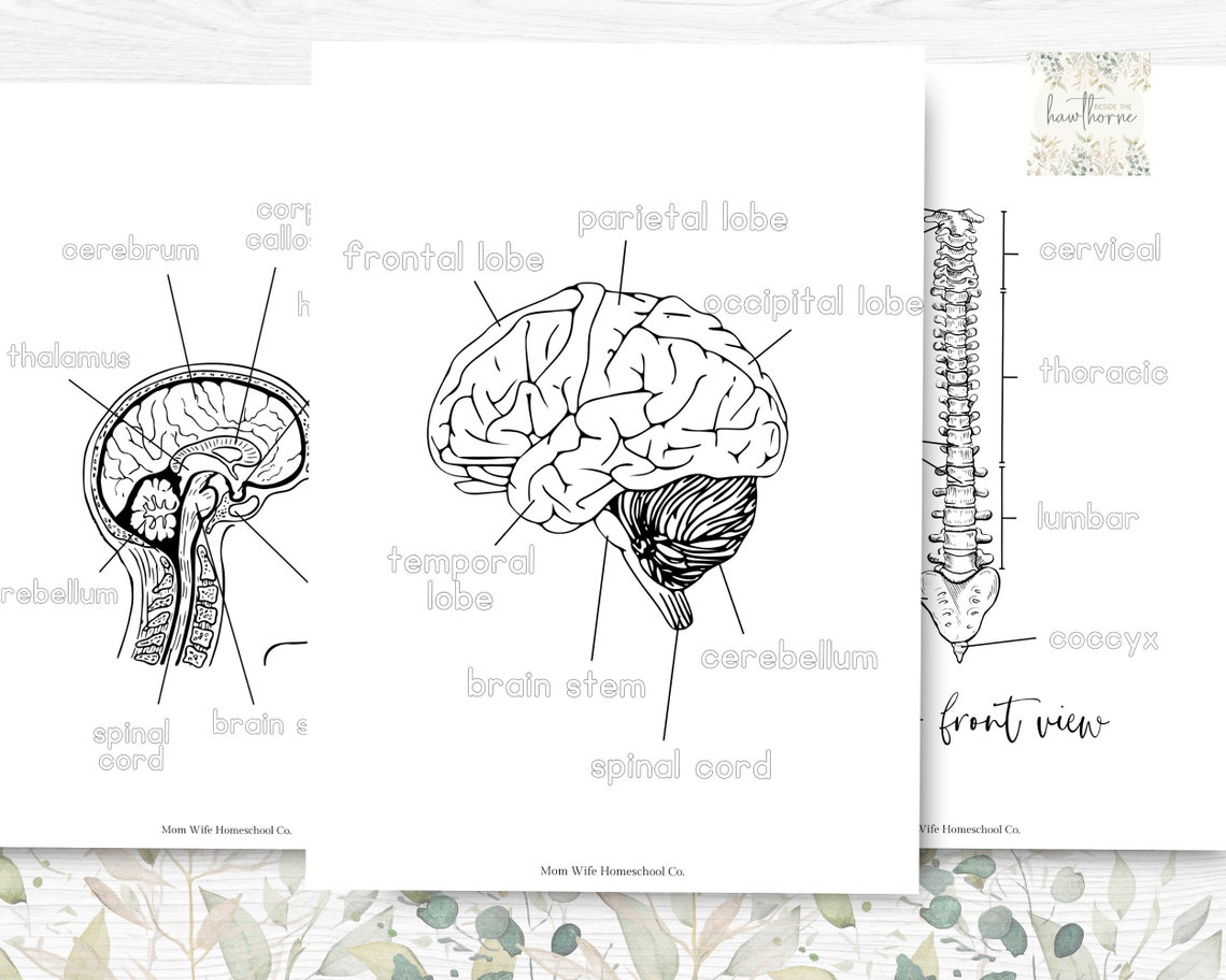 Human Anatomy Worksheets Homeschool Science Coloring Book Coloring ...