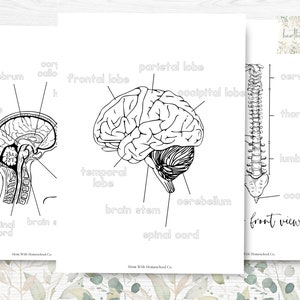 Human Anatomy Worksheets | Homeschool Science | Coloring Book ...