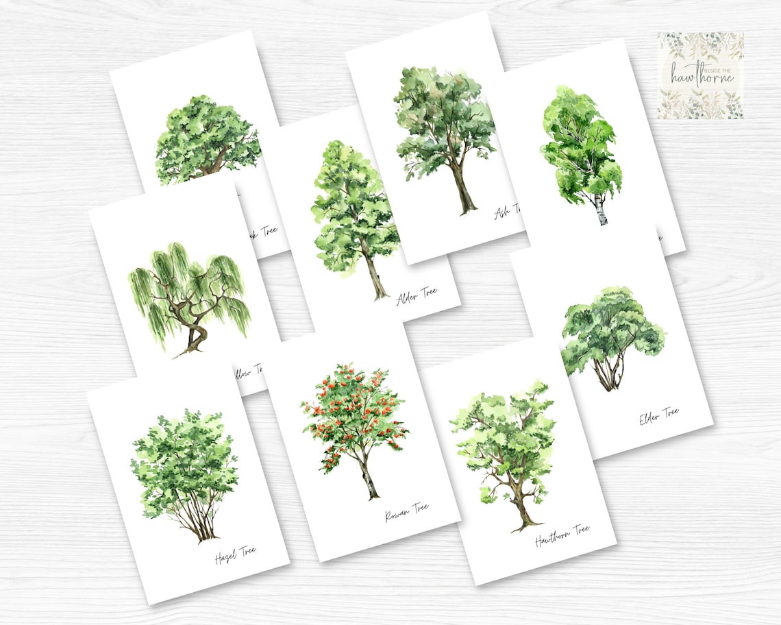 Tree Identification Flashcards, Nature Study Flash Cards, Nature ...