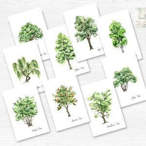 Tree Identification Flashcards, Nature Study Flash Cards, Nature ...