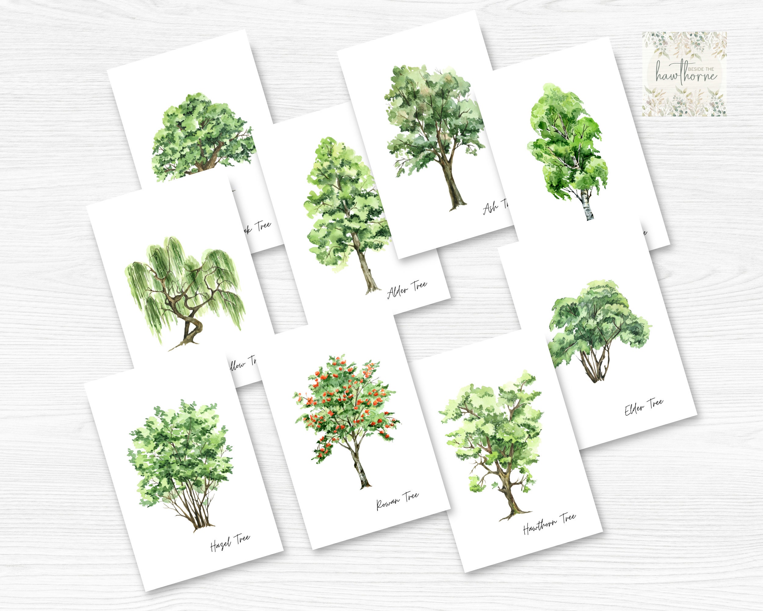 Tree Identification Flashcards, Nature Study Flash Cards, Nature ...
