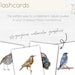 Bird Identification Flashcards, Nature Study Flash Cards, Nature ...