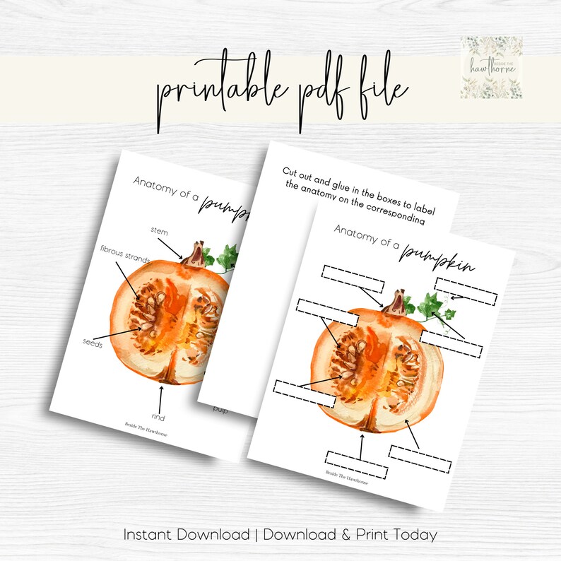 Anatomy of a Pumpkin Instant Download Pumpkin Anatomy - Etsy