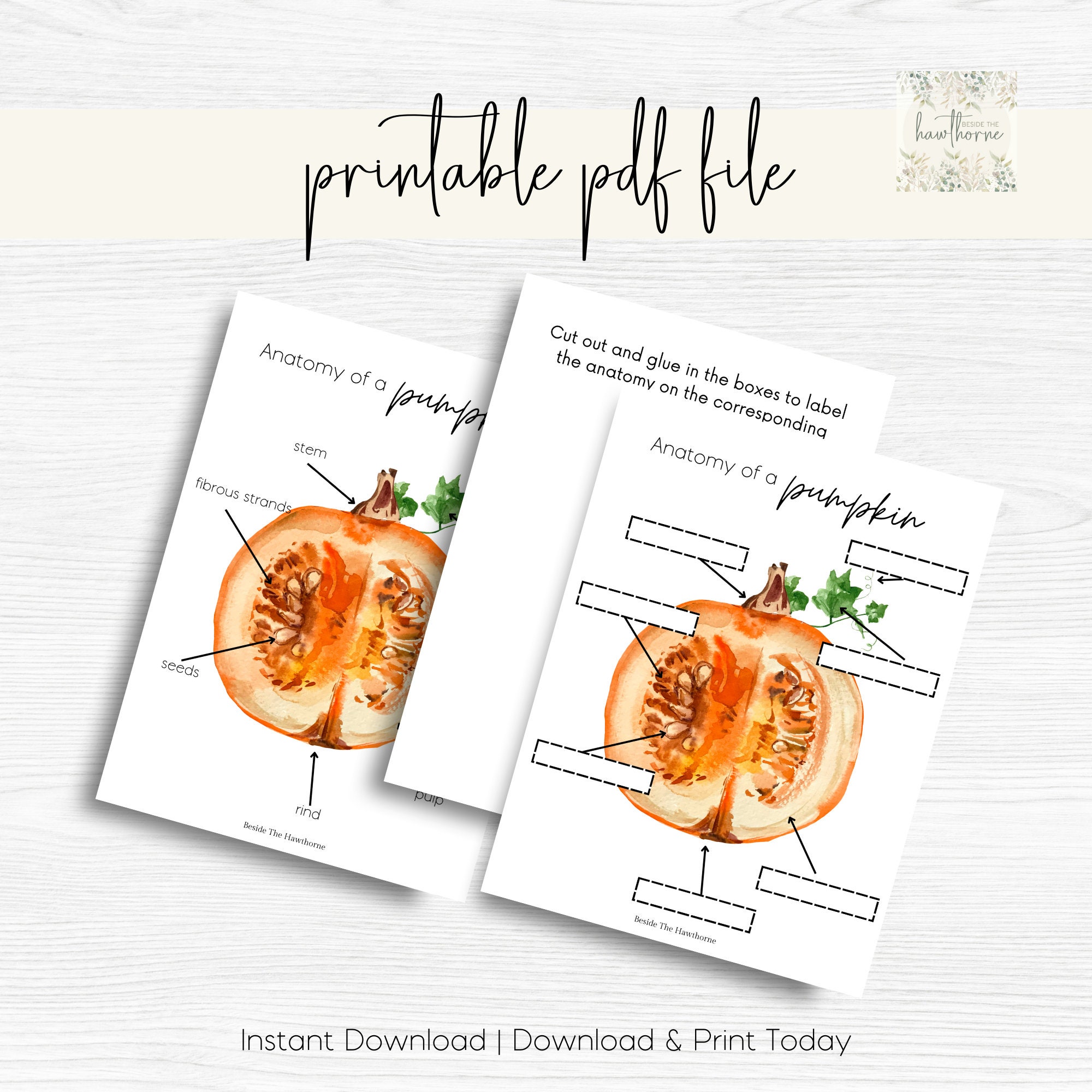 Anatomy of a Pumpkin, Instant Download Pumpkin Anatomy Nature Study ...