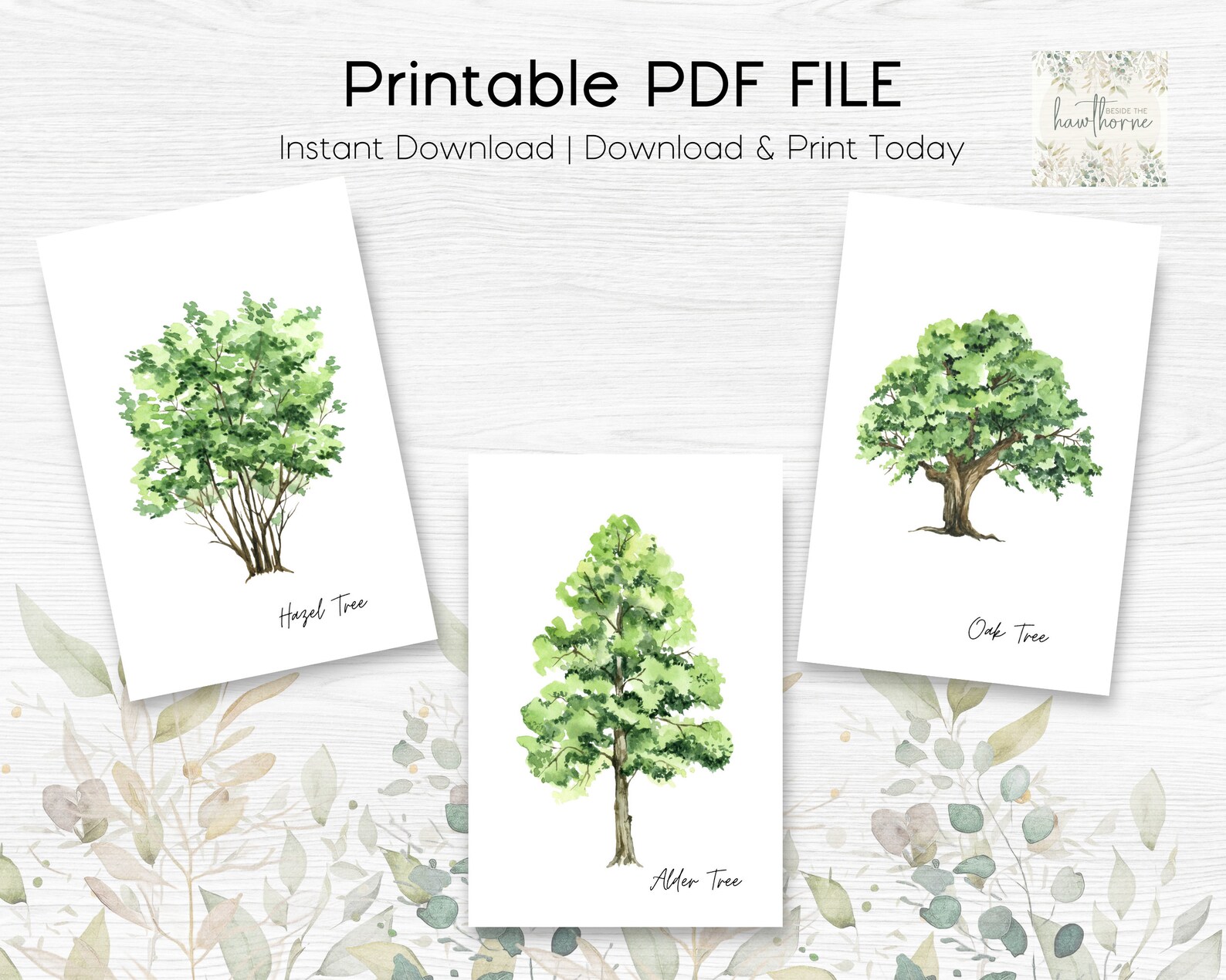 Tree Identification Flashcards, Nature Study Flash Cards, Nature ...