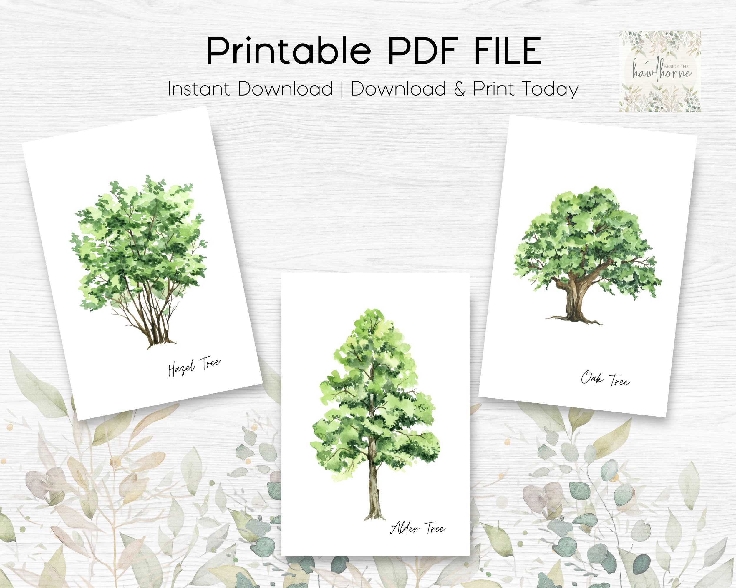 Tree Identification Flashcards, Nature Study Flash Cards, Nature ...