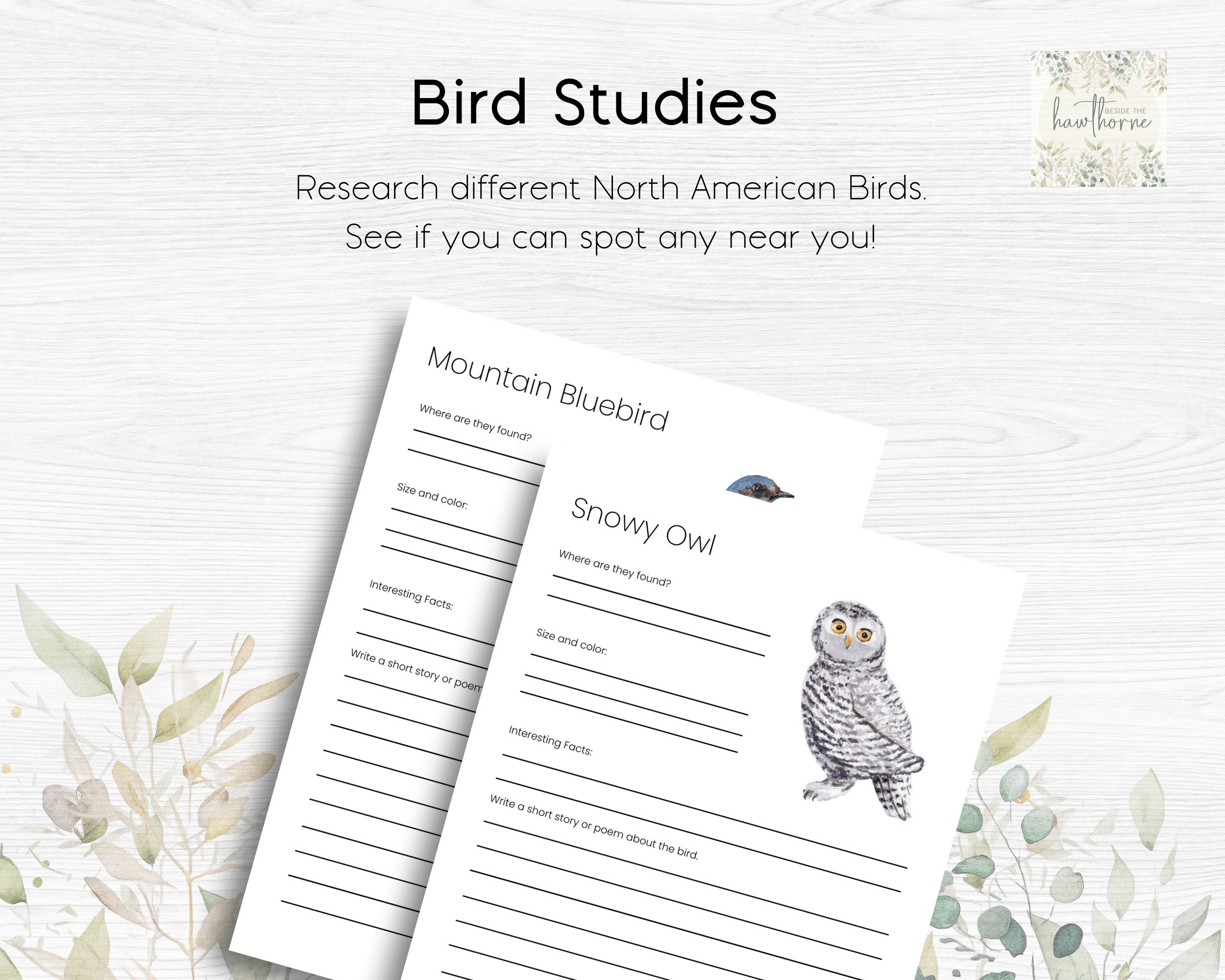 North American Birds Nature Study Unit, Unit Study, Homeschool ...