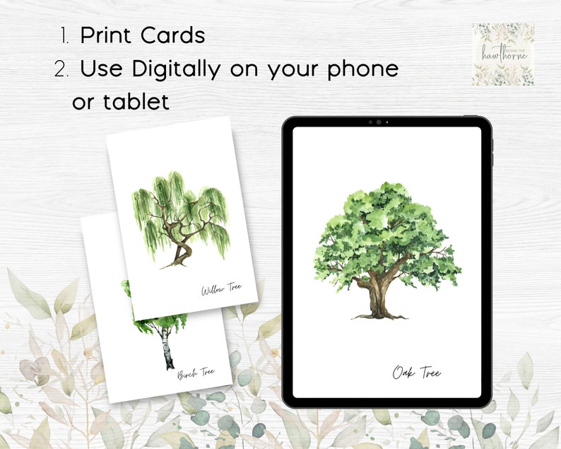 Tree Identification Flashcards, Nature Study Flash Cards, Nature ...