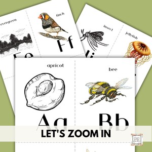 Nature Alphabet Flashcards | ABC Flash Cards | Nature Study ...