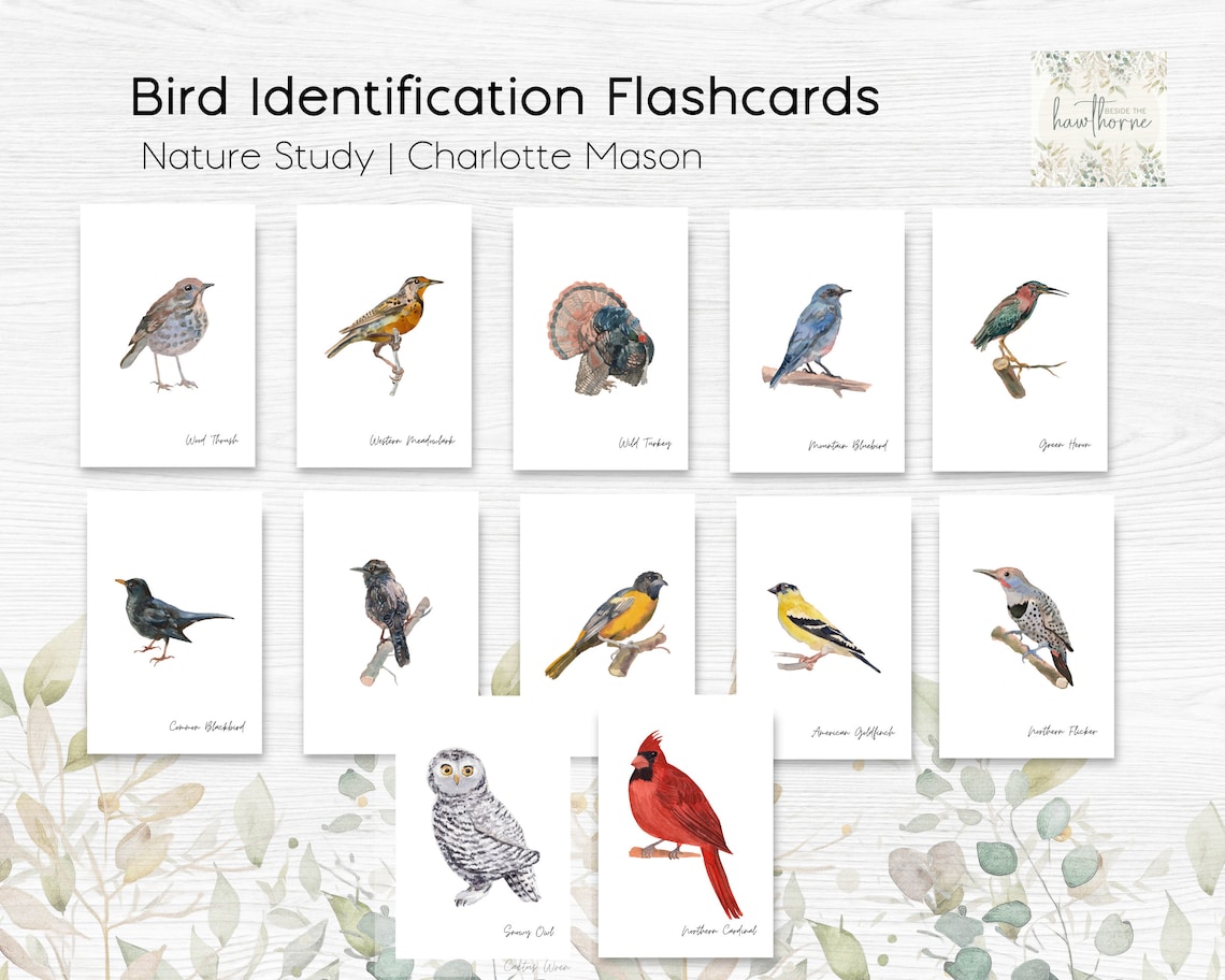 Bird Identification Flashcards, Nature Study Flash Cards, Nature ...