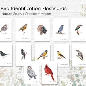Bird Identification Flashcards, Nature Study Flash Cards, Nature ...