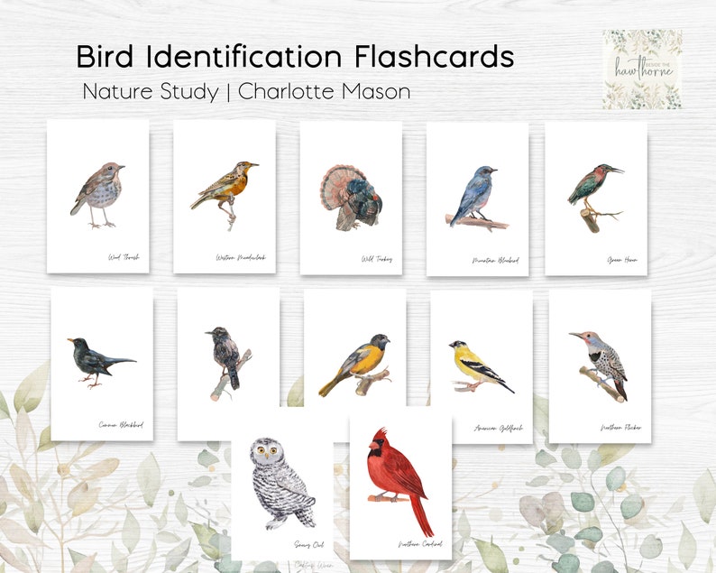 Bird Identification Flashcards, Nature Study Flash Cards, Nature ...