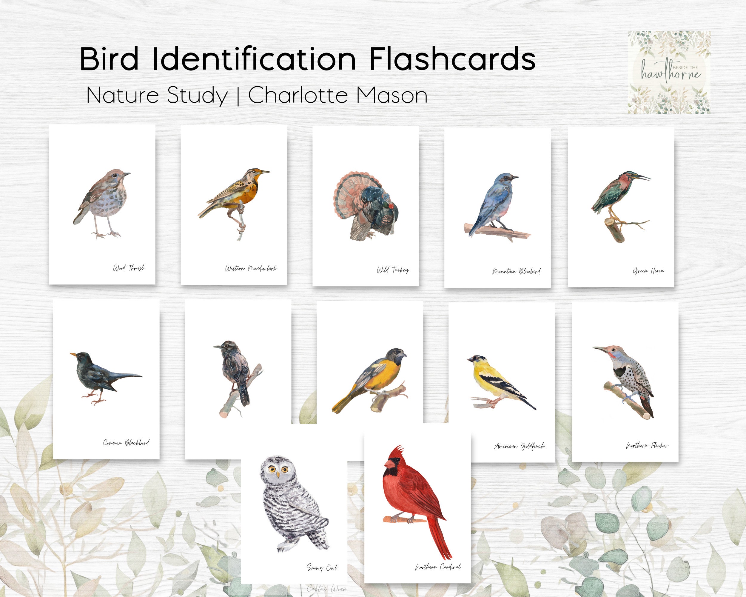 Bird Identification Flashcards, Nature Study Flash Cards, Nature ...