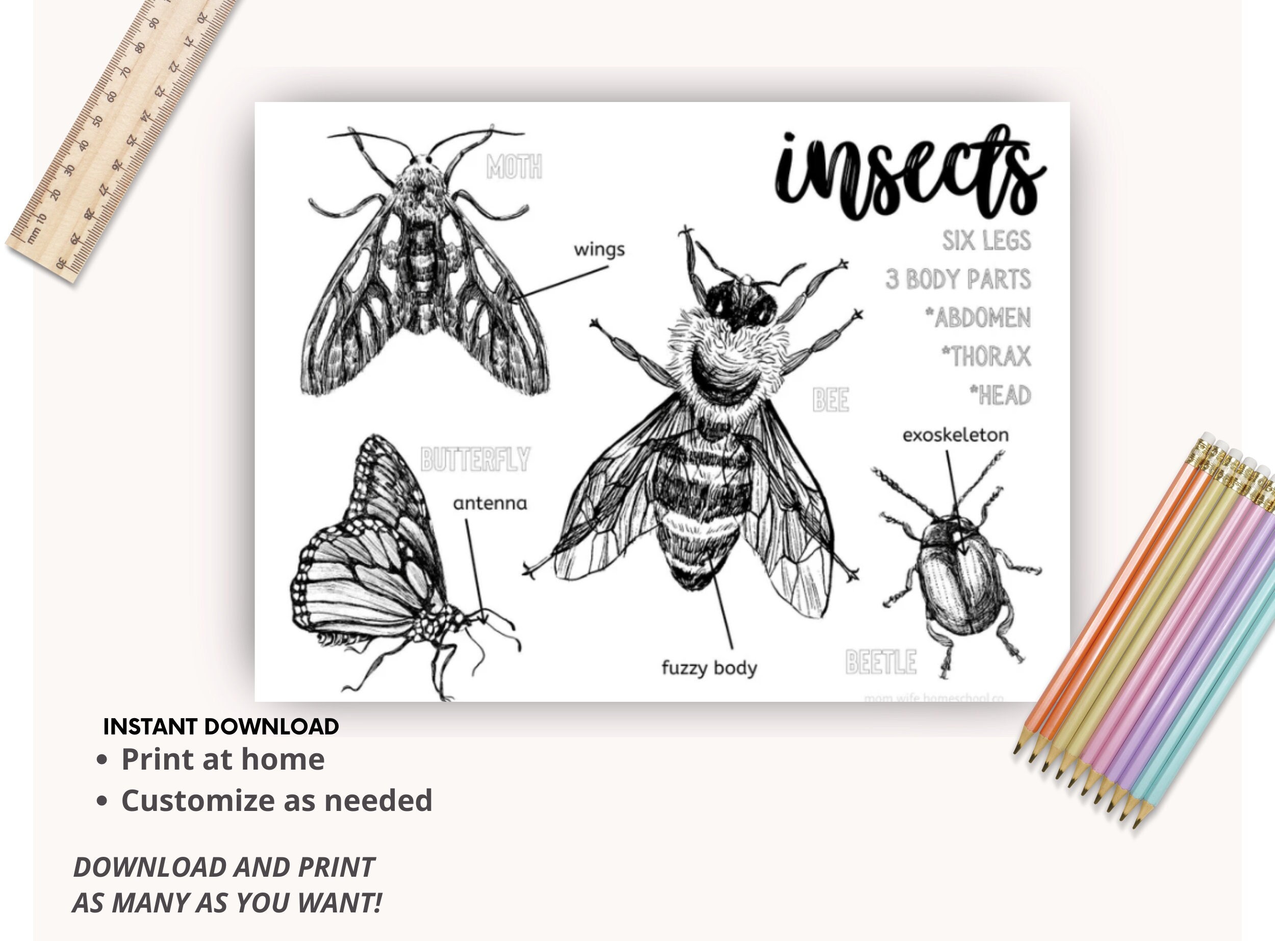 Arthropods Coloring Sheets, Insects Coloring Pages, Printables Science ...