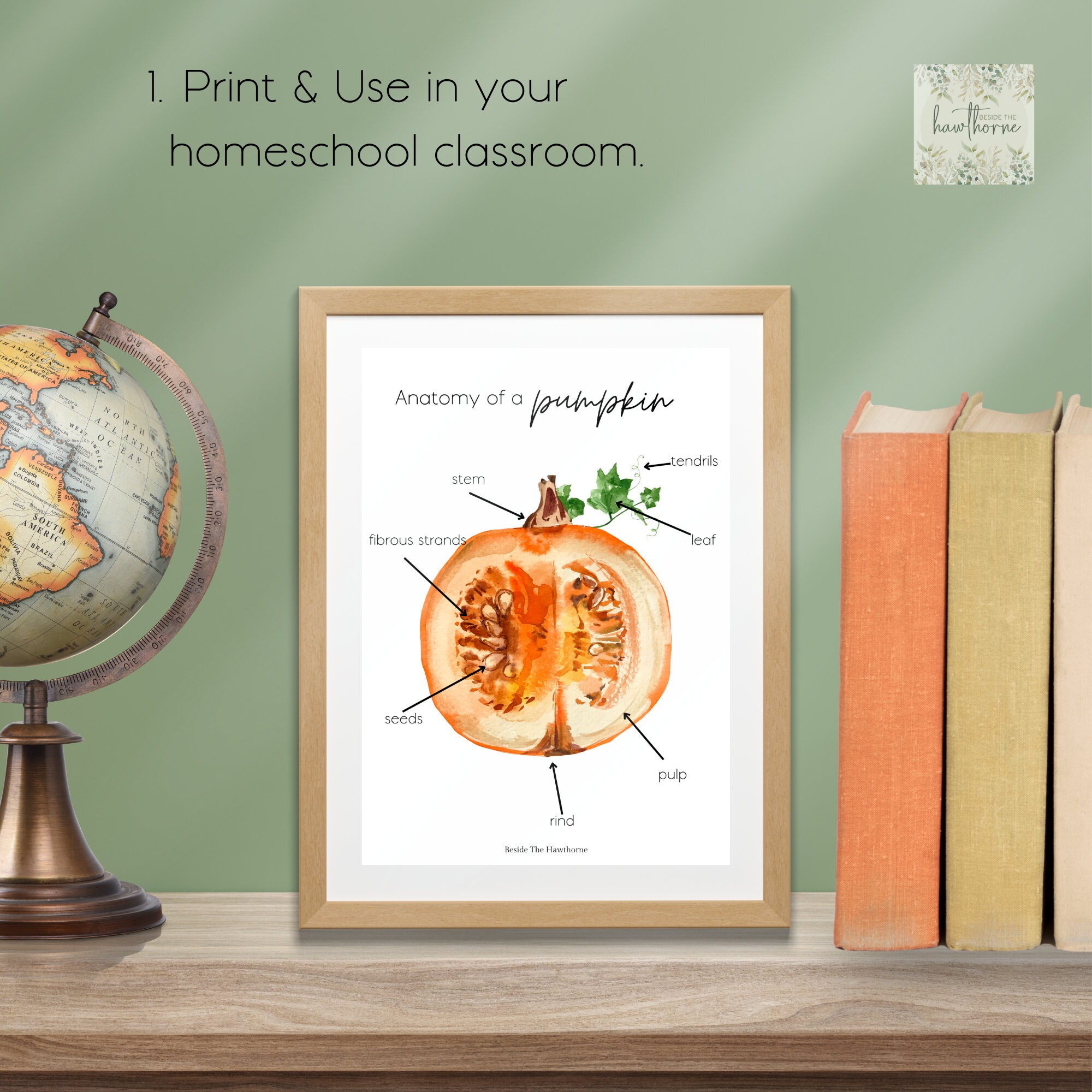 Anatomy of a Pumpkin, Instant Download | Pumpkin Anatomy | Nature Study ...