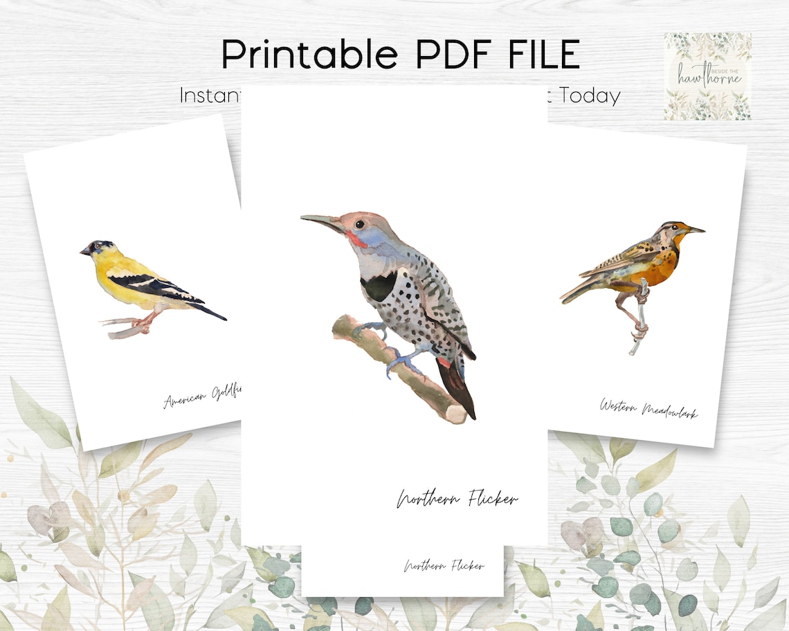 Bird Identification Flashcards, Nature Study Flash Cards, Nature ...