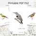 Bird Identification Flashcards, Nature Study Flash Cards, Nature ...